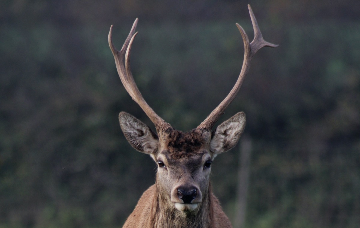 Woraus bestehen Geweihe für Hunde? - WOOF!